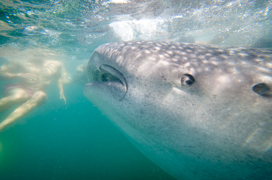 The Whale Sharks of Donsol | Photographer Jacob Maentz
