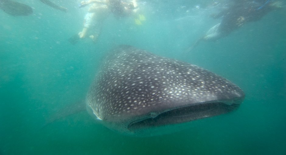 The Whale Sharks of Donsol | Photographer Jacob Maentz