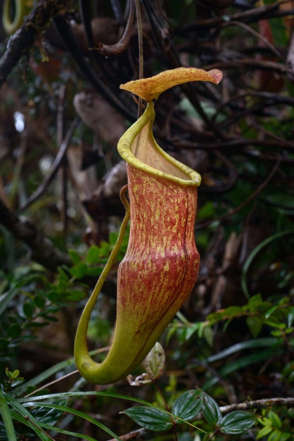 Mount Hamiguitan World Heritage Book Project | Photographer Jacob Maentz