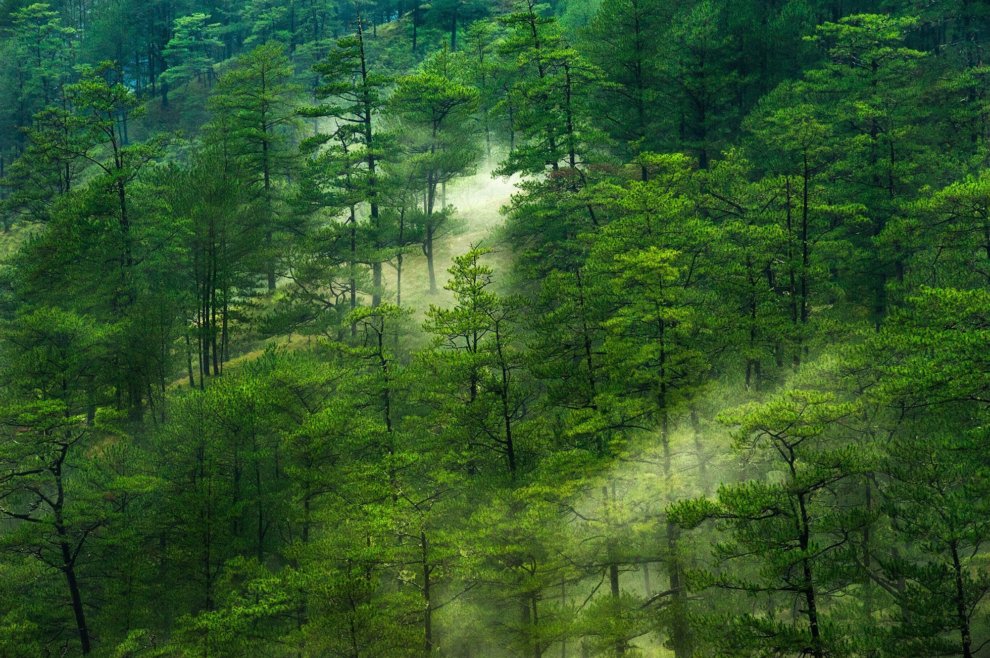 Pine Forest | Jacob Maentz